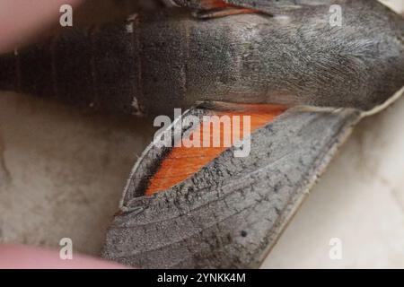 Coprosma Hawk Moth (Hippotion scrofa Stock Photo - Alamy
