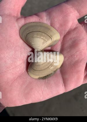 Pismo Clam (Tivela stultorum Stock Photo - Alamy