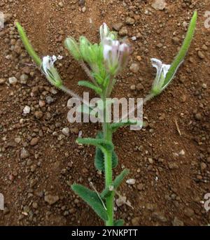 Singleleaf Spindlepod (Cleome monophylla Stock Photo - Alamy
