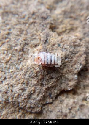 Moss Chrysalis-snail (Pupilla muscorum Stock Photo - Alamy