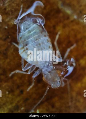 Larger Pale Booklouse (Trogium pulsatorium Stock Photo - Alamy