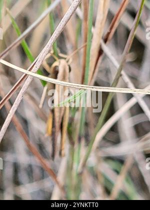 Brown Winter Grasshopper (Amblytropidia mysteca Stock Photo - Alamy