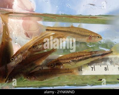 Northern Redbelly Dace (Chrosomus eos) Actinopterygii Stock Photo - Alamy