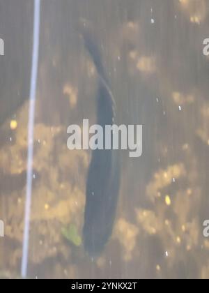 Coppernose Bluegill (Lepomis macrochirus purpurascens Stock Photo - Alamy