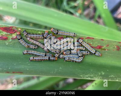 Lily Caterpillar Moth (Spodoptera picta) Insecta Stock Photo - Alamy