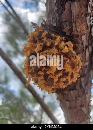 Pine-oak gall rust (Cronartium quercuum Stock Photo - Alamy