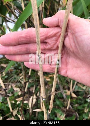 Broad-leaved Bamboo (Sasa palmata) Plantae Stock Photo - Alamy