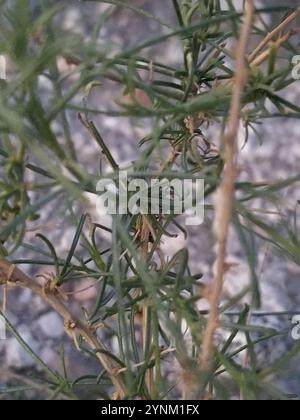 Cheesebush (Ambrosia salsola Stock Photo - Alamy