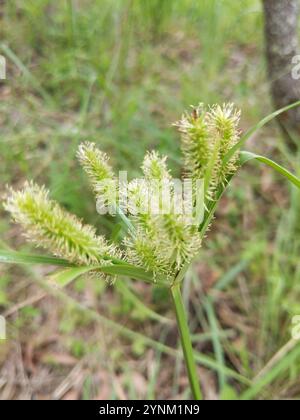 Pacific island flatsedge (Cyperus cyperoides Stock Photo - Alamy