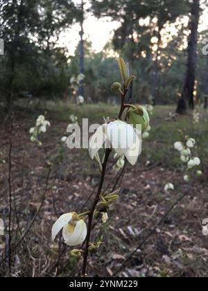 netted pawpaw (Asimina reticulata Stock Photo - Alamy