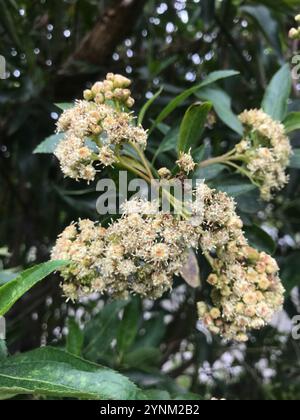 Chilca (Baccharis latifolia Stock Photo - Alamy