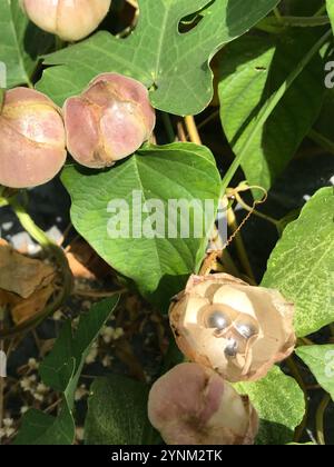 Turpeth (Operculina turpethum Stock Photo - Alamy