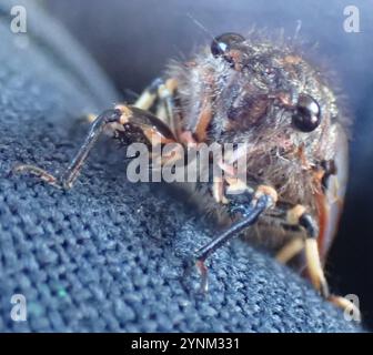 Tasman Twanger (Diemeniana cincta Stock Photo - Alamy