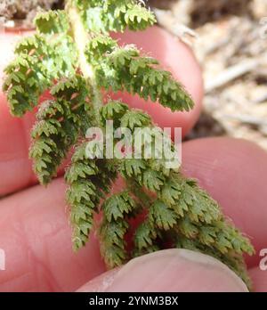 Scented Fern (Anemia afrorum Stock Photo - Alamy
