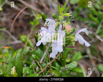 Largeflower False Rosemary (Conradina grandiflora Stock Photo - Alamy