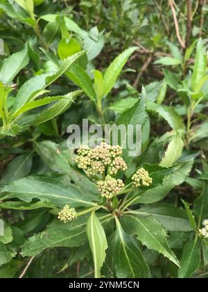 Chilca (Baccharis latifolia Stock Photo - Alamy