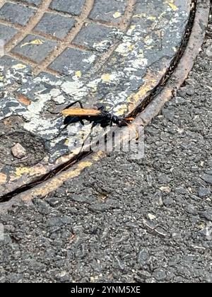 Tarantula-hawk Wasps and Allies (Pepsini Stock Photo - Alamy