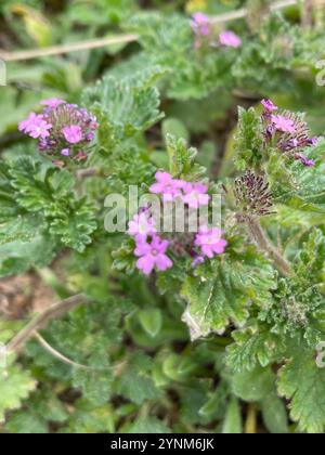 Dwarf Verbena (Glandularia pumila Stock Photo - Alamy
