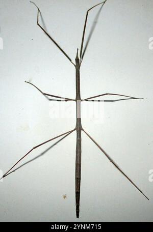 Elongate Stick Insects (Clonaria Stock Photo - Alamy