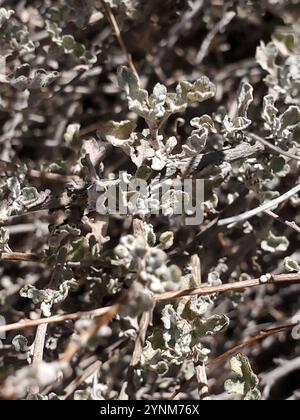 mariola (Parthenium incanum Stock Photo - Alamy
