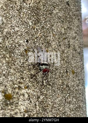 Root Maggot Fly (Anthomyia illocata), Insecta, Lake of the Ozarks State ...