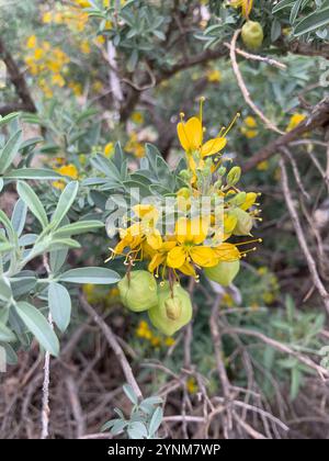 Bladderpod (Cleomella arborea Stock Photo - Alamy