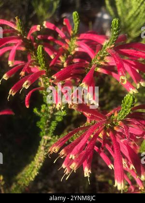 Sticky Red-And-Green Heath (Erica densifolia) Plantae Stock Photo - Alamy