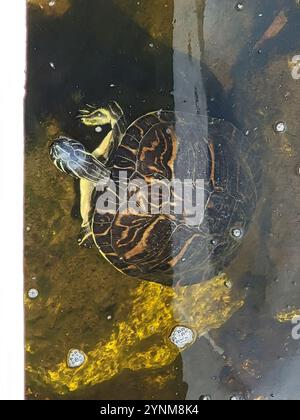 Peninsular Cooter (Pseudemys peninsularis Stock Photo - Alamy