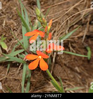 Elegant Witchweed (Striga elegans Stock Photo - Alamy