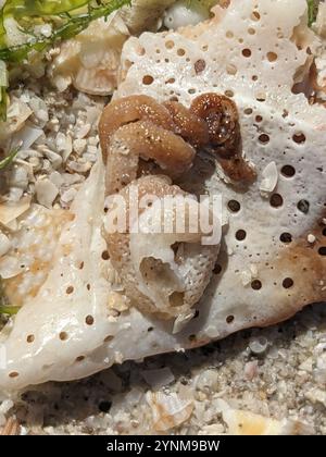 Worm Snails (Vermetidae Stock Photo - Alamy