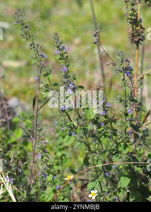 Wide Spikenard (Mesosphaerum suaveolens Stock Photo - Alamy