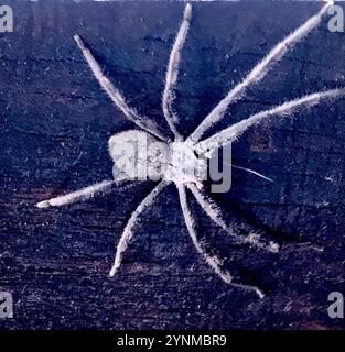 Common rain spider (Palystes superciliosus Stock Photo - Alamy