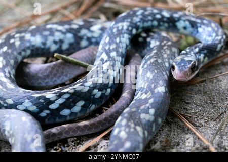 Buttermilk Racer (Coluber constrictor anthicus) Reptilia Stock Photo ...