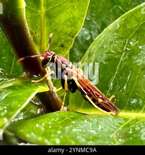 Caribbean Paper Wasp (Polistes crinitus Stock Photo - Alamy