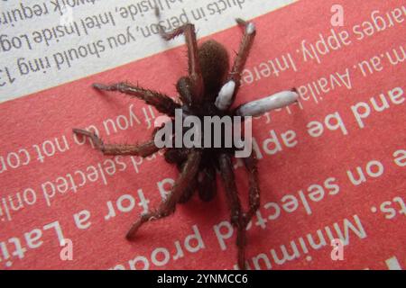 Brown Trapdoor Spiders (Arbanitis Stock Photo - Alamy