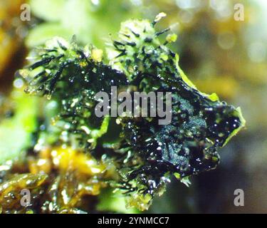 Powder-tipped Shadow Lichen (Phaeophyscia adiastola) Fungi Stock Photo ...