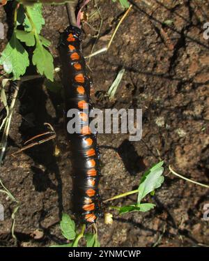 Cavorting Emperor (Usta terpsichore Stock Photo - Alamy