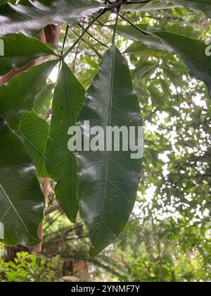 Raukawa (Raukaua edgerleyi Stock Photo - Alamy