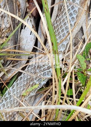 Colubrine Snakes (Colubrinae Stock Photo - Alamy