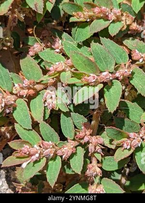 Red Caustic-creeper (Euphorbia thymifolia Stock Photo - Alamy