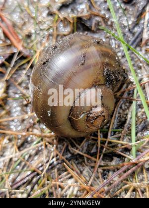 Common Apple Snails (Pomacea Stock Photo - Alamy