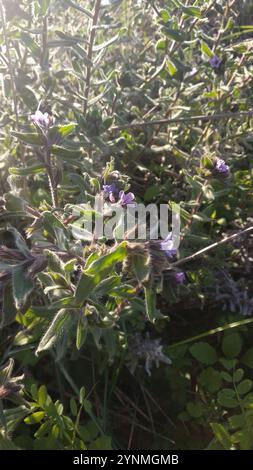 strigose alkanet (Alkanna strigosa Stock Photo - Alamy
