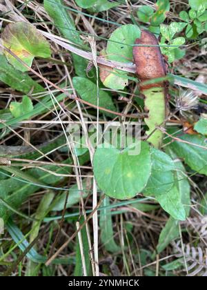 Centella (Centella uniflora Stock Photo - Alamy