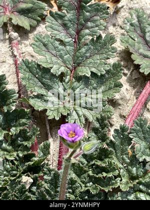 Mediterranean Stork's-bill (Erodium botrys Stock Photo - Alamy