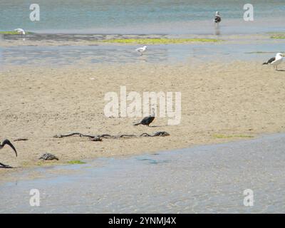 Lesser Cormorants (Microcarbo Stock Photo - Alamy