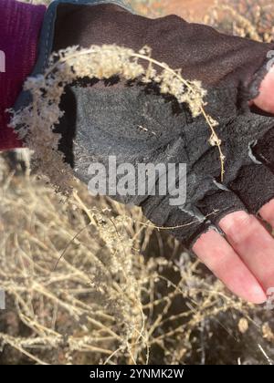 Fringed Amaranth (Amaranthus fimbriatus Stock Photo - Alamy