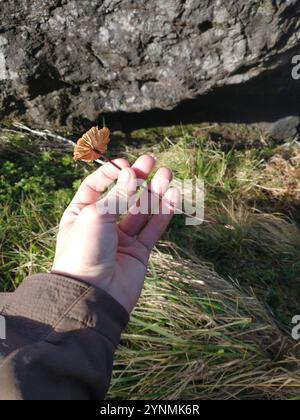 red pinwheel (Marasmius plicatulus Stock Photo - Alamy