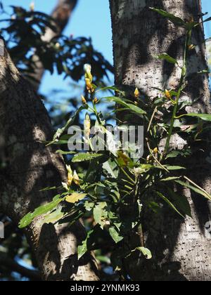 Red Machilus (Machilus thunbergii Stock Photo - Alamy