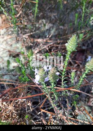 Florida pennyroyal (Piloblephis rigida Stock Photo - Alamy