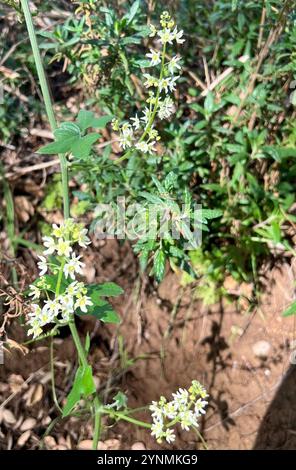 California manroot (Marah fabacea Stock Photo - Alamy